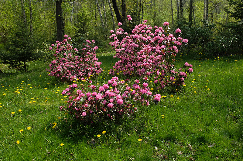 How the Birchwood Was Created | Evergreen Foundation